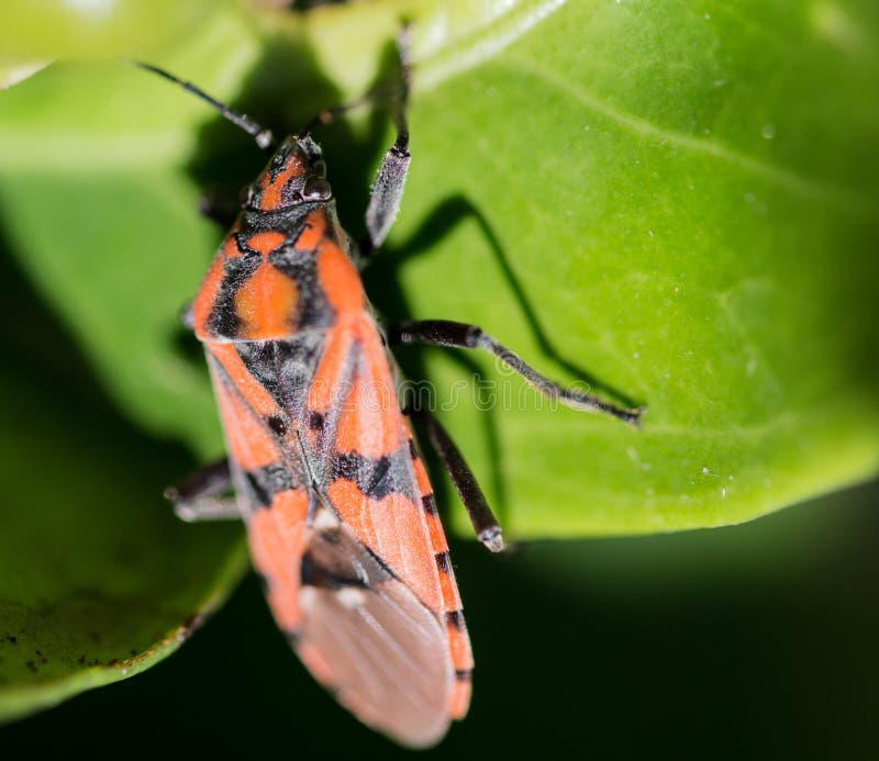 Insect on leaf stock photo. Image of wing, focus, insect - 79986128