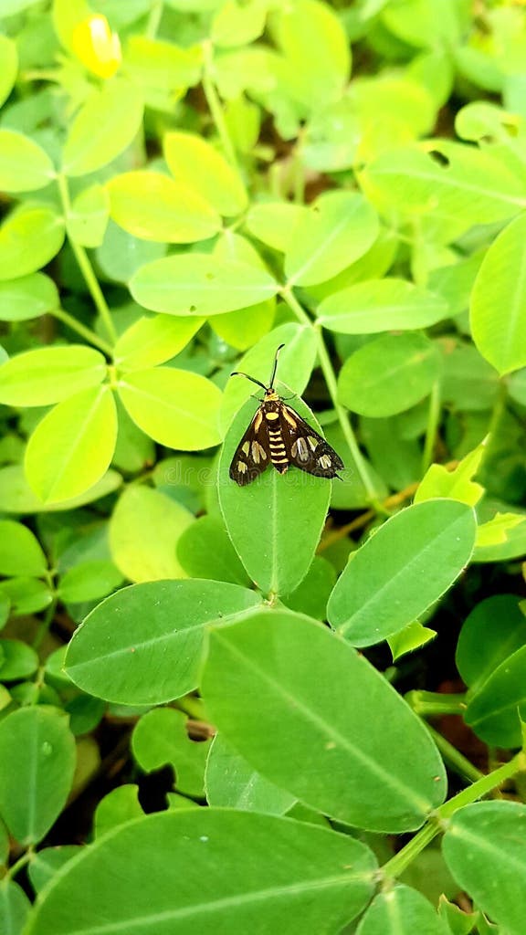 Insect at the leaft stock photo. Image of pollinator - 210752344