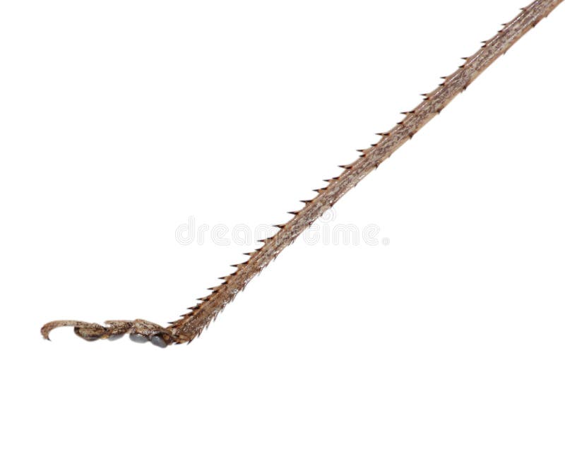 Insect leg detail stock image. Image of background, jump - 12032611