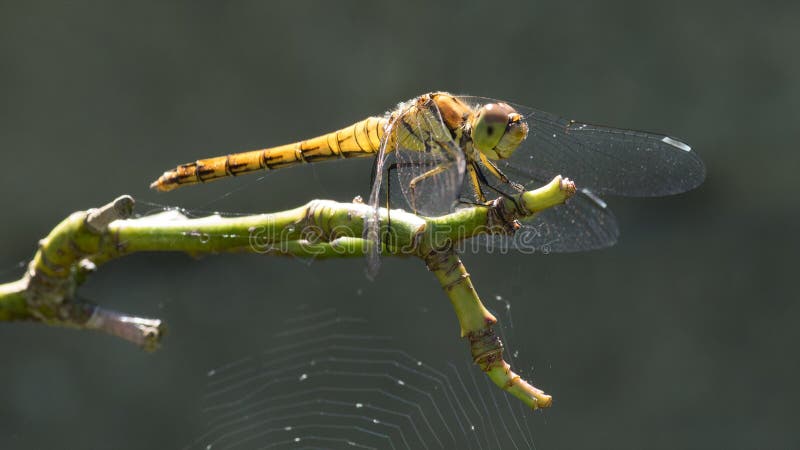 Insect, Libelle, Libellen En Glazenmakers, Ongewervelde Stock ...