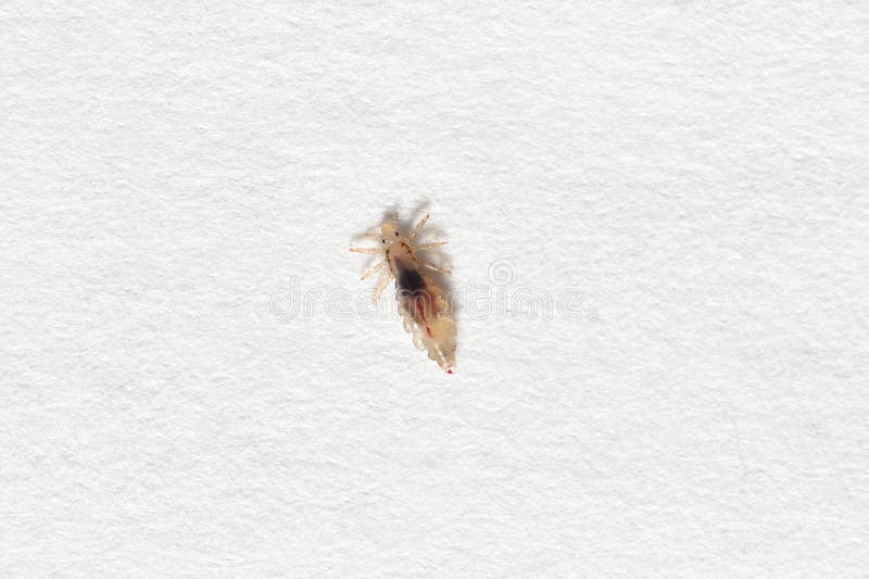 Insect Lice on a White Paper Background Stock Image - Image of care ...