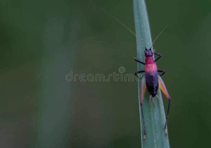 Insect with life-size stock image. Image of wildfile - 121454537