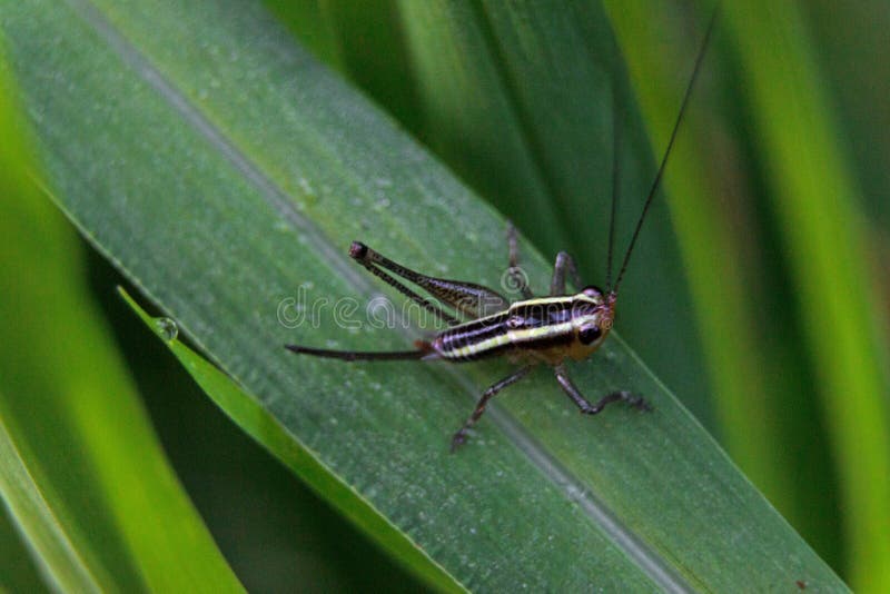 Insect with life-size stock image. Image of lifesize - 121454725