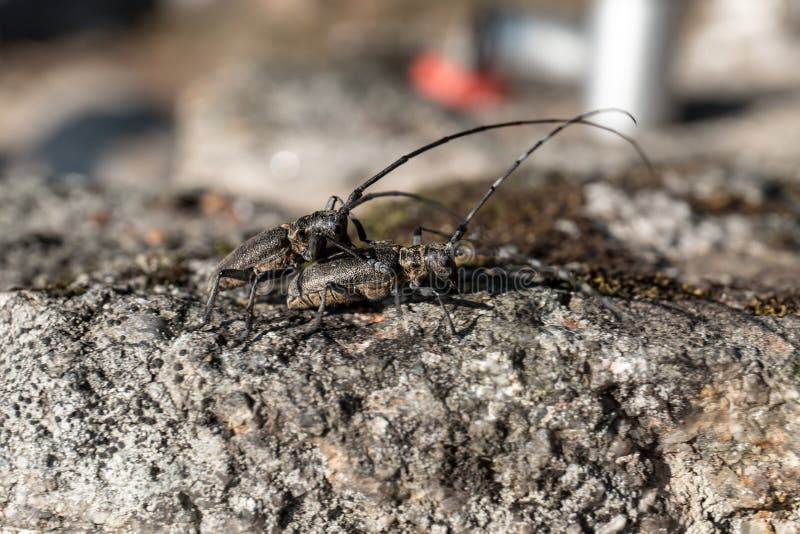 Rock with a black lichen stock image. Image of nature - 2827333