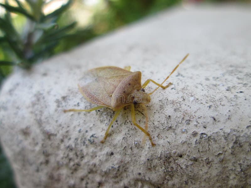 Insect. stock image. Image of pests, smell, stink, shiny - 67582425