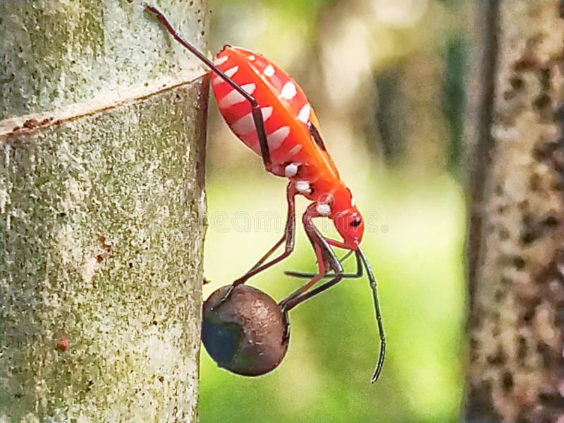 Big insect like wasp stock photo. Image of insect, green - 133131504