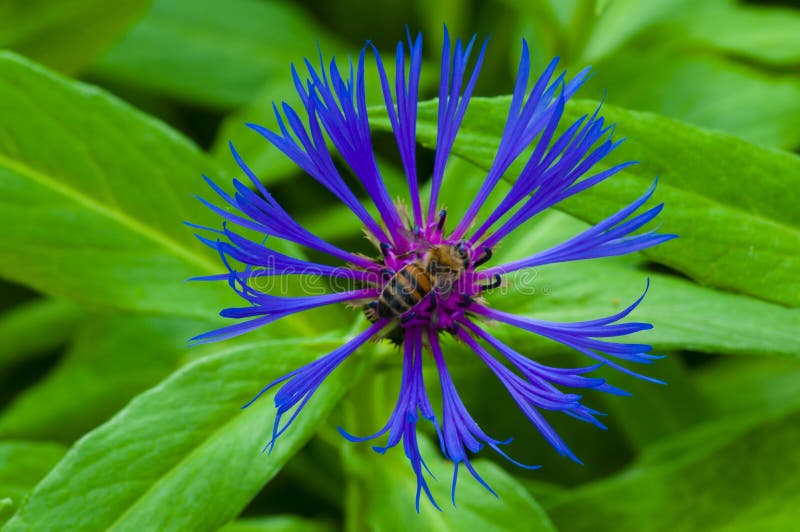 Insect stock image. Image of glade, nature, leaf, insect - 87853513