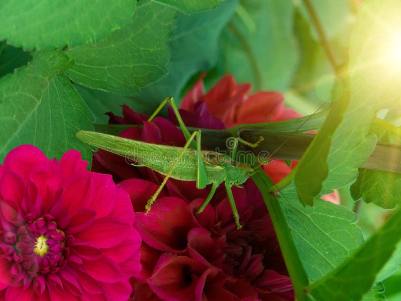 Insect locust stock photo. Image of radiation, locust - 12431286