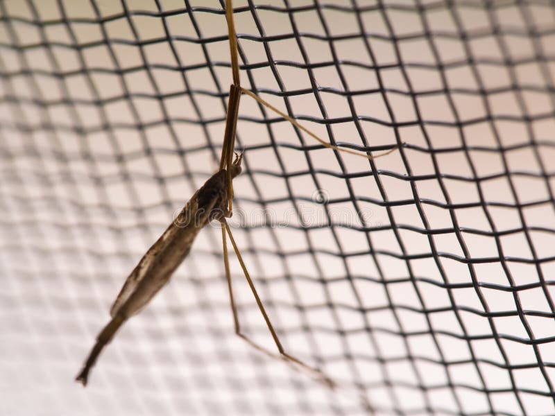 Insect Long Legs on Mosquito Wire Screen Stock Photo - Image of ...