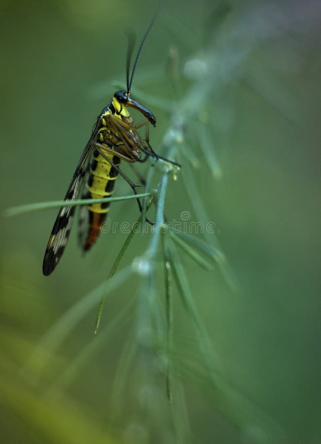 Insect with a long nose stock image. Image of transparent - 83747175