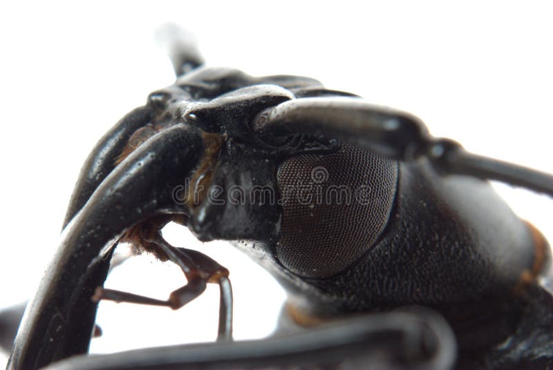 Cricket insect 1 stock image. Image of close, nature - 11715729