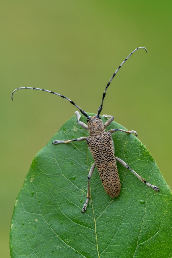Longhorn Beetle - Saperda Carcharias Stock Image - Image of biology ...