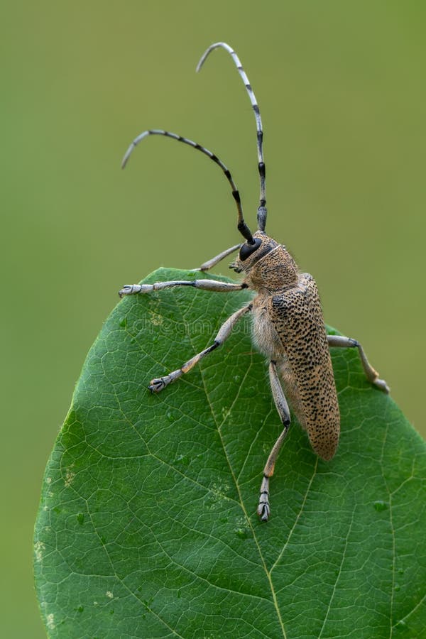 Longhorn Beetle - Saperda Carcharias Stock Image - Image of isolated ...