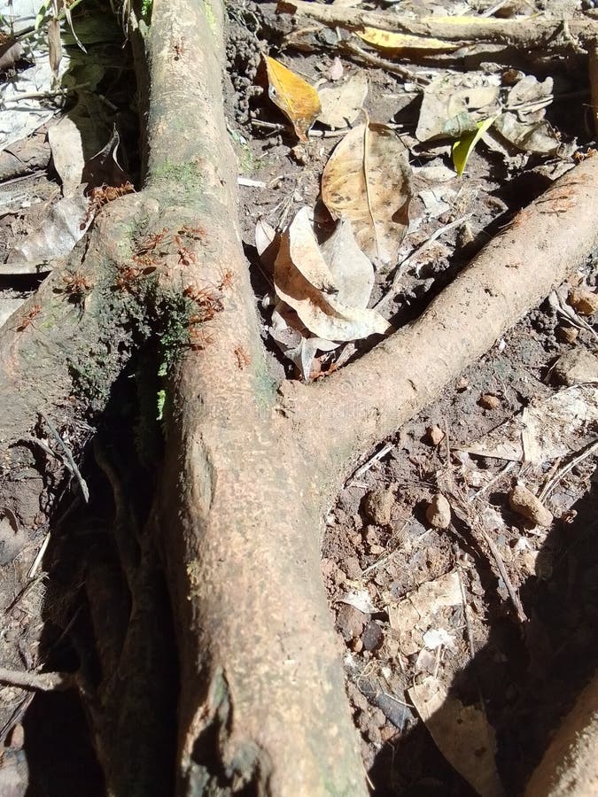 An Insect that Looked Like an Ant Was Walking on the Roots of a Large ...
