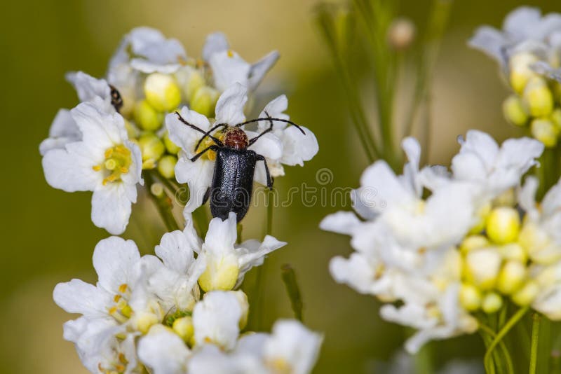 Insect is Looking for Food on the Flower Stock Image - Image of cherry ...