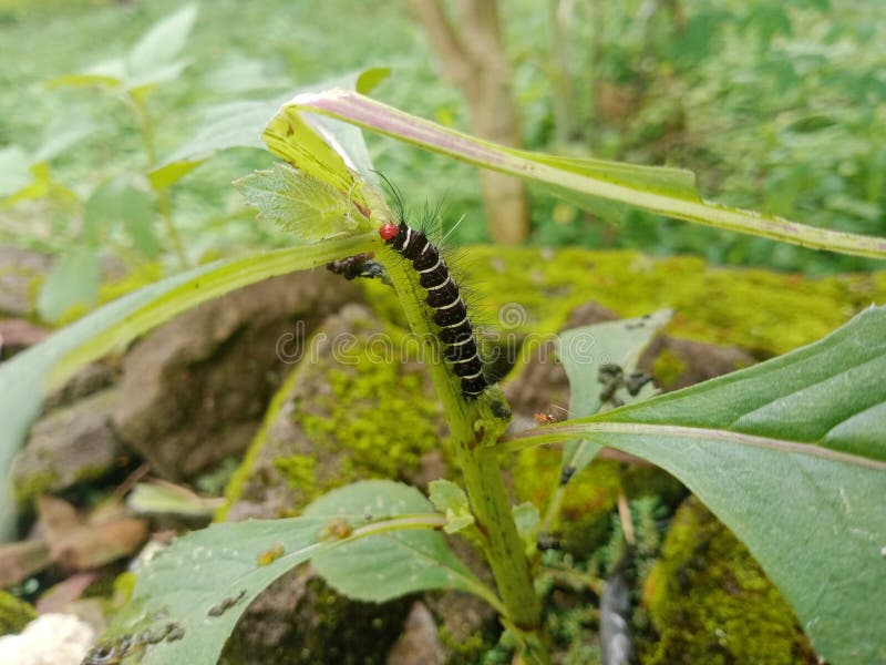 An Insect that Looks Like Black Forest Cake Stock Image - Image of like ...