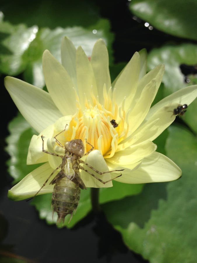 Insect on lotus stock image. Image of flower, lotus, insect - 51135511