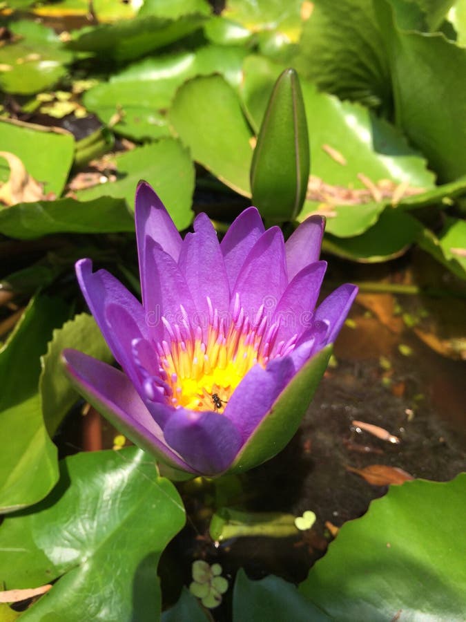 Insect on Lotus stock image. Image of water, pond, insect - 51019081