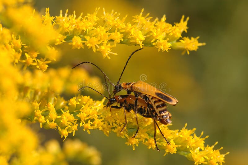 Insect Love stock image. Image of study, sexual, insects - 2942393