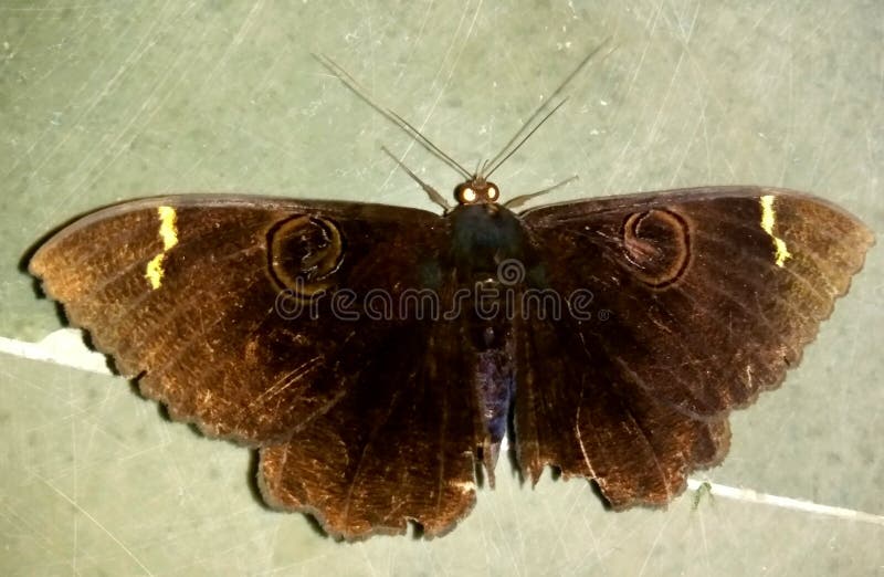 Insect love stock image. Image of insect, love, amazing - 98223207