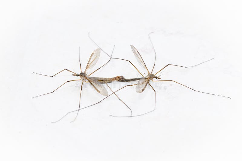 Insect love stock photo. Image of fare, nature, amore - 48567130