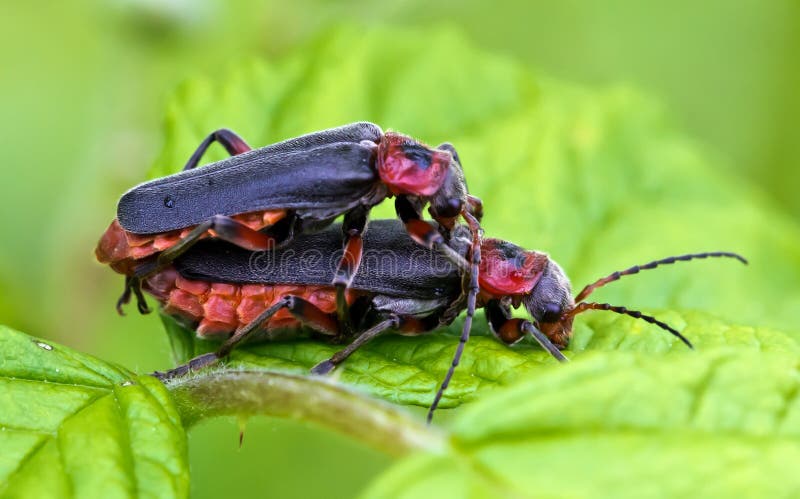 Insect Love stock image. Image of science, curious, nature - 44986383