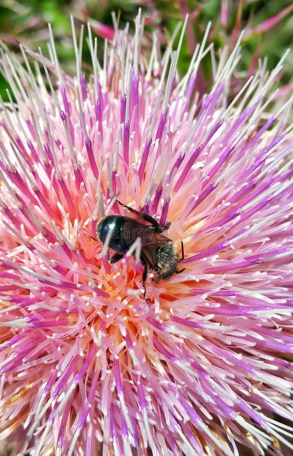 Bumble bee on flower stock image. Image of purple, macro - 87184761