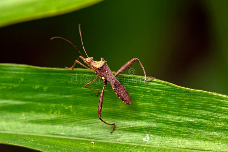 Insect macro, Laos stock image. Image of outdoor, macro - 13172563