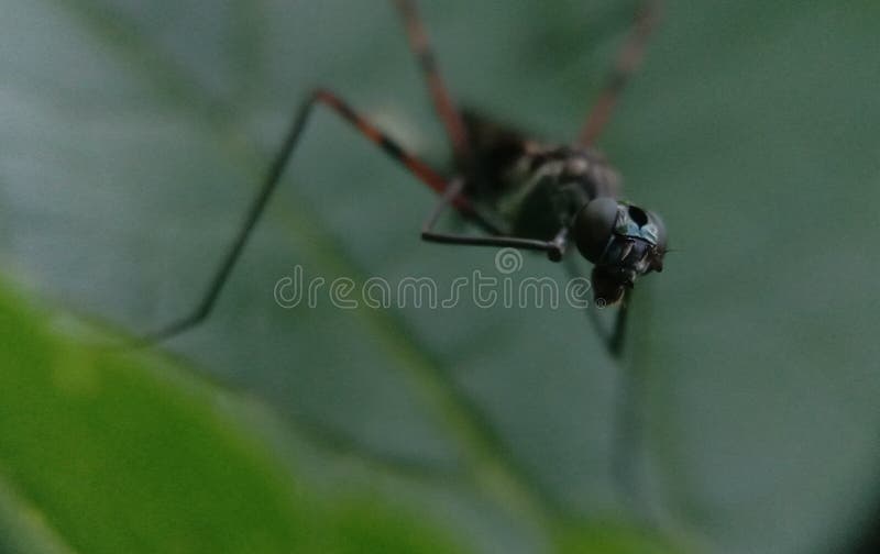 Insect Macro is Like Screaming Stock Photo - Image of leaf, pest: 251016426
