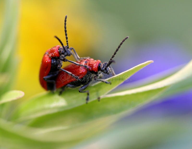 Insect, Macro Photography, Invertebrate, Beetle Stock Image - Image of ...