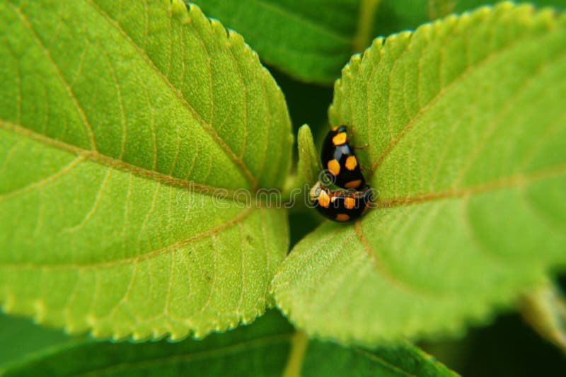 Insect, Macro Photography, Leaf, Organism Picture. Image: 121057980
