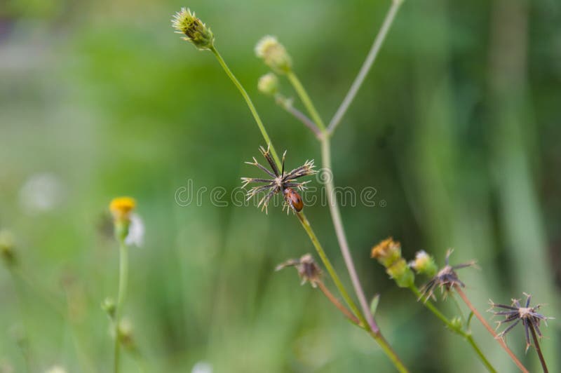 Insect and grass stock photo. Image of beautiful, black - 167241580