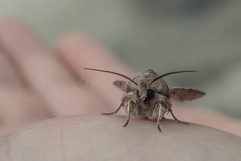 Insect Macro Shooting. Big Size Stock Photo - Image of disguise, great ...