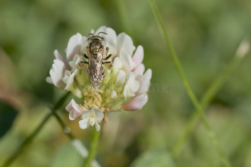 Back of bee on flower stock photo. Image of macrophotography - 229347446