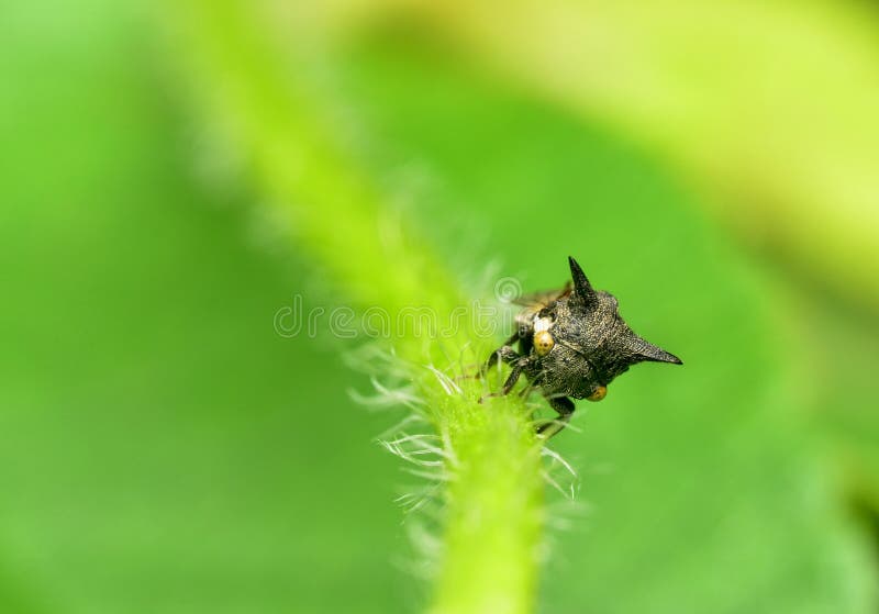 Macro Insect in malaysia stock photo. Image of backgrounds - 60159432