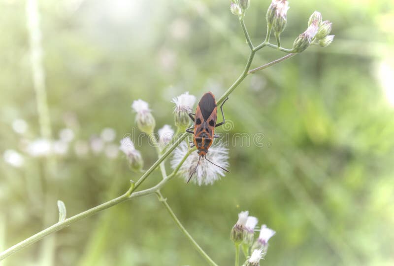 Insect Man-faced bug stock photo. Image of fashion, education - 79809168