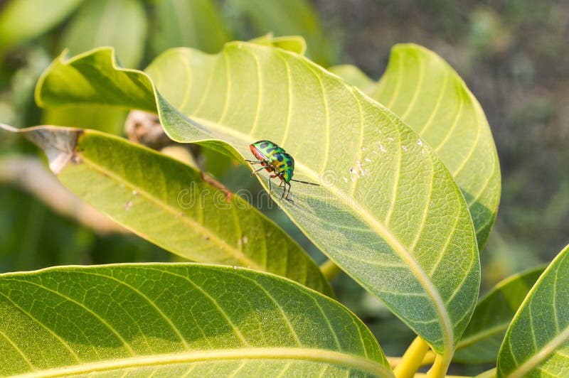 Insect on mango leaves stock photo. Image of nature - 133753520