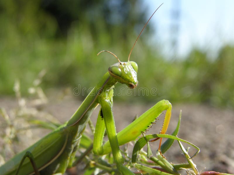 An insect is a mantes stock image. Image of predatory - 3327839