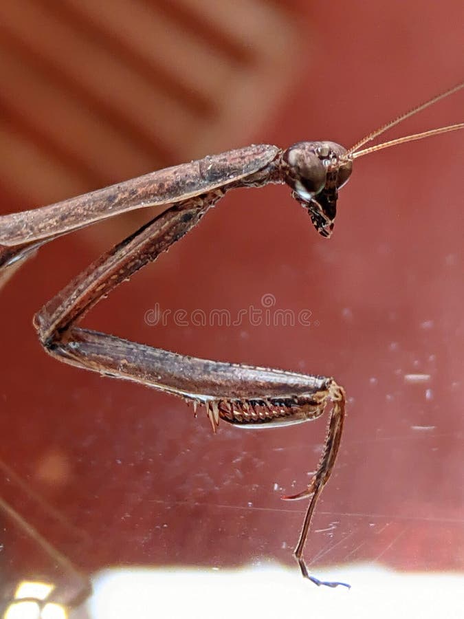 361 Insect Mantis Animals Nature Creature Stock Photos - Free & Royalty ...