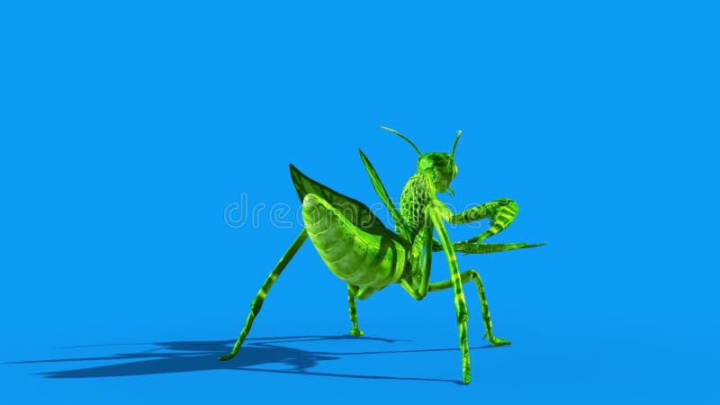 Insect Mantis Attacks Back Blue Screen Loop 3D Rendering Animation ...