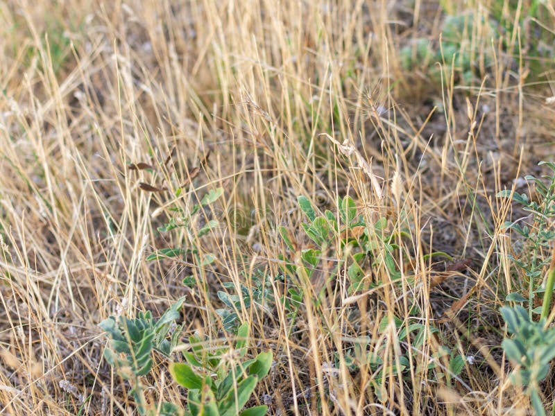 Insect Mantis in Dry Yellow Grass Stock Image - Image of feeler ...