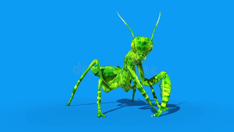 Insect Mantis Eats Front Blue Screen Loop 3D Rendering Animation Stock ...
