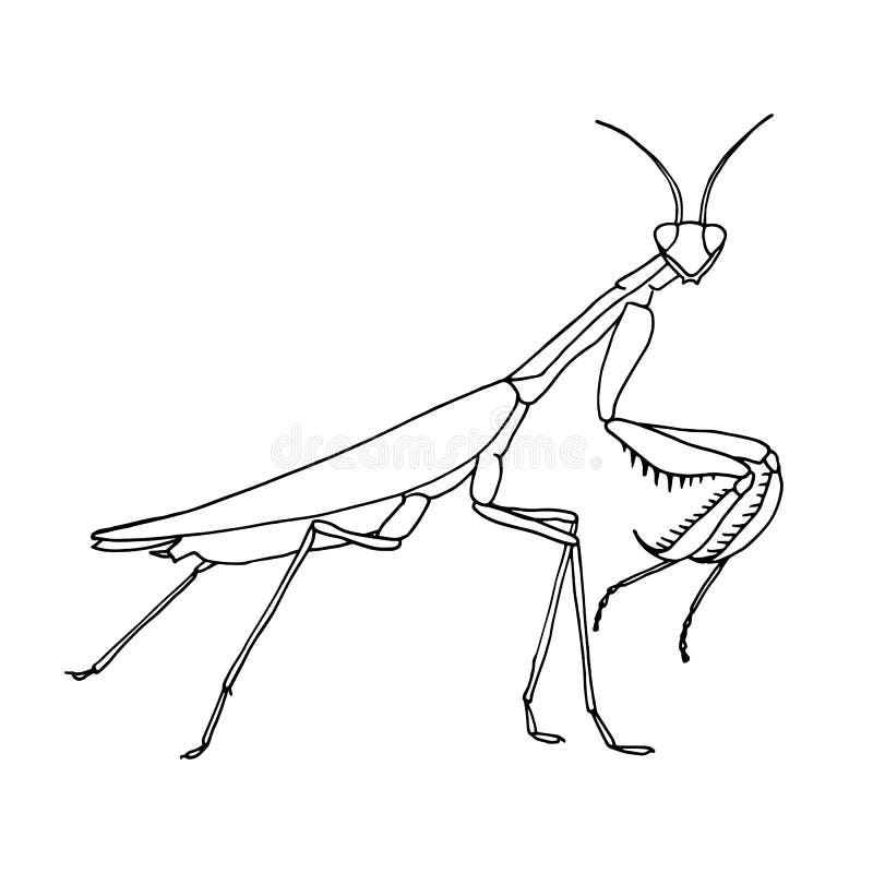 Insect Mantis is a Simple Vector-based Illustration Stock Illustration ...