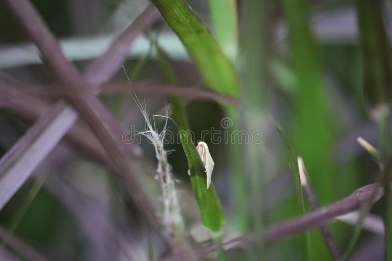 Insect with Many Legs Which Rolls Itself Stock Image - Image of ...
