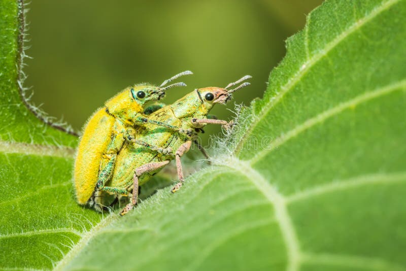 Insect mating stock image. Image of close, education - 88499729