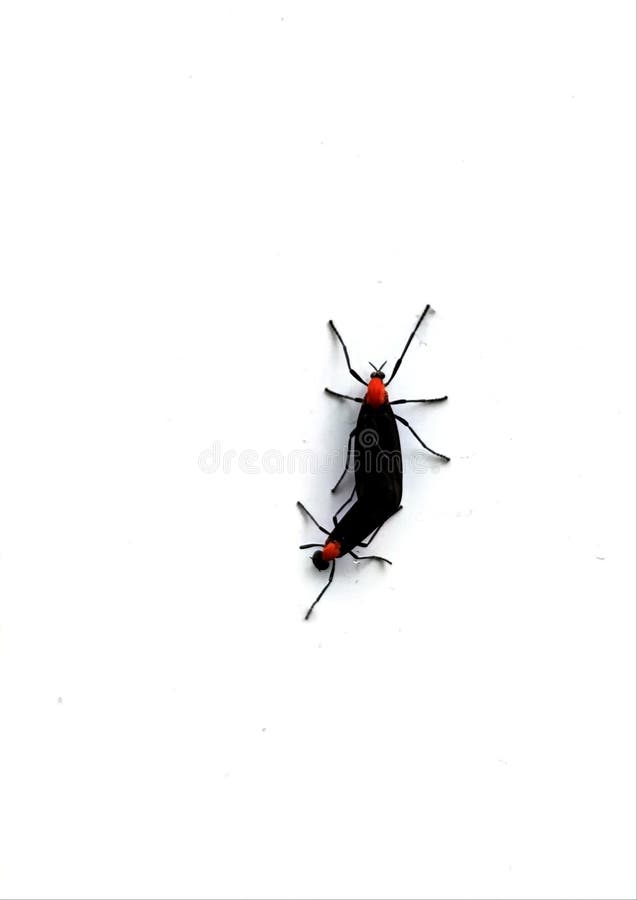 Insect Mating Leads To Breeding in the Morning Stock Image - Image of ...