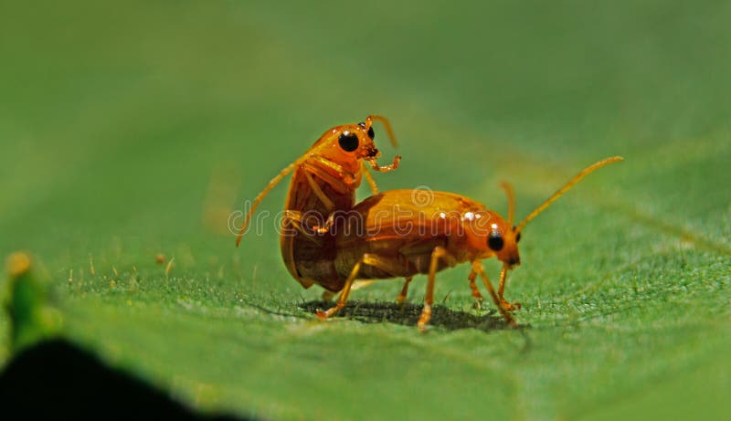 Mating in insect life stock image. Image of insect, mating - 108993337