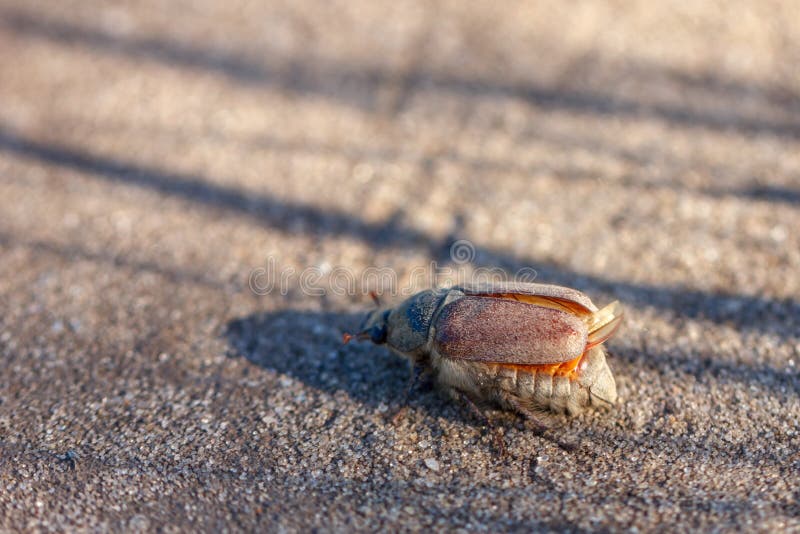 Insect May Beetle Crawling on the Ground Stock Photo - Image of ...