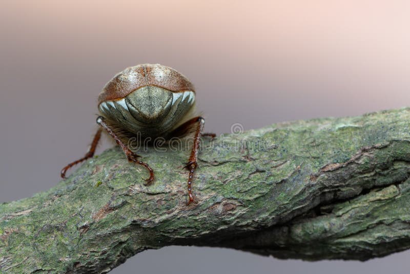 May Beetle - Melolontha Pectoralis Stock Photo - Image of predator ...