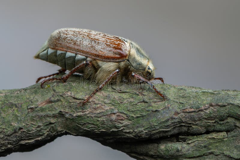 May Beetle - Melolontha Pectoralis Stock Image - Image of ground, fauna ...